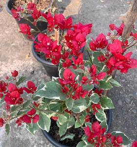 Rm live plant Bougainvillea Plant Price in India - Buy Rm live plant ...