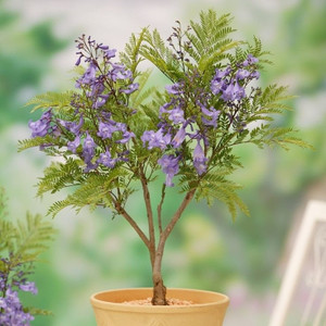 Bule Sky Blue Cluster Vine Plant Price in India - Buy Bule Sky Blue ...