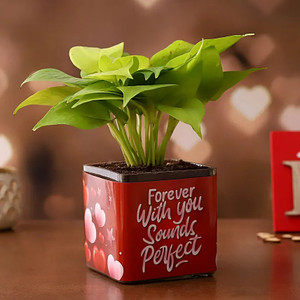 FNP Money Plant Price in India - Buy FNP Money Plant online at Flipkart.com