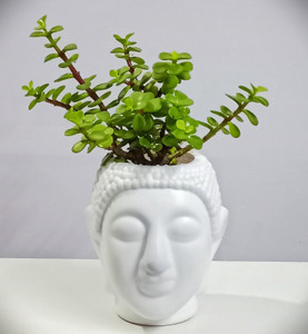 GILEHRI COLLECTION Jade Plant Price in India - Buy GILEHRI COLLECTION ...