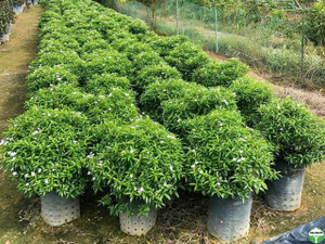 SRIJAPLANT Jasmine Plant Price in India - Buy SRIJAPLANT Jasmine Plant ...