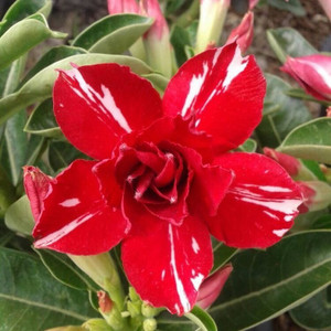 Cloud Farm Adenium Plant Price in India - Buy Cloud Farm Adenium Plant ...