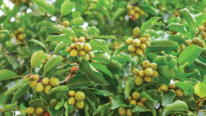 Natura Greenhouse Spanish Cherry Plant Price in India - Buy Natura ...