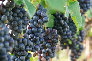 HG live plant Grapes Plant Price in India - Buy HG live plant Grapes ...