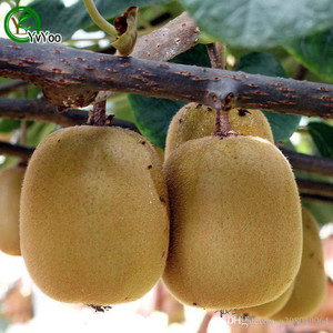 PLANTTOOZS Kiwi Plant Price in India - Buy PLANTTOOZS Kiwi Plant online ...