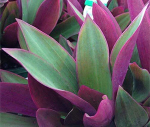 NattusNursery Rhoeo Plant Price in India - Buy NattusNursery Rhoeo ...