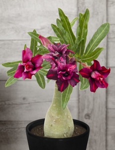 Cloud Farm Adenium Plant Price in India - Buy Cloud Farm Adenium Plant ...