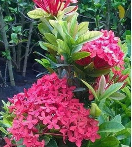 Starline Suman Ixora Mini Pink Flowering Plant Price in India - Buy ...