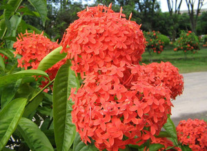 hybrid rongon Rohia Plant Price in India - Buy hybrid rongon Rohia ...