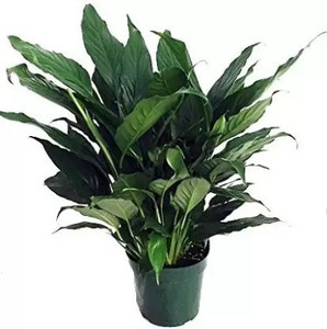 Fulmala Nursery Peace Lily Plant Price in India - Buy Fulmala Nursery ...
