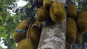 hasi plants Jack Fruit Plant Price in India - Buy hasi plants Jack ...