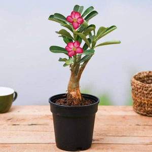Ankur Farm Adenium Plant Price in India - Buy Ankur Farm Adenium Plant ...