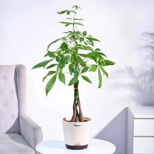 UGAOO Money Plant Price in India - Buy UGAOO Money Plant online at ...