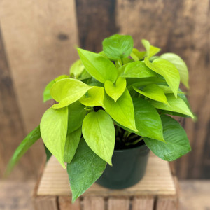 KPL POTHOS Neon Pothos Plant Price in India - Buy KPL POTHOS Neon ...