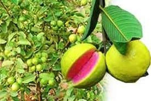 Hybrid Guava Plant – Grafted Fruit Sapling