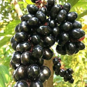 Cloud Farm Jamun Plant Price in India - Buy Cloud Farm Jamun Plant ...