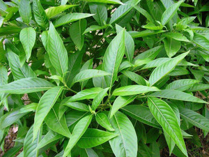 basak Neem Plant Price in India - Buy basak Neem Plant online at ...