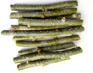 Unikpro Giloy Plant Price in India - Buy Unikpro Giloy Plant online at ...