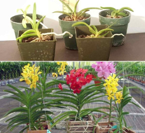 Fulmala Nursery Lily Plant Price in India - Buy Fulmala Nursery Lily ...