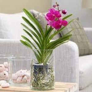 Fulmala Nursery Lily Plant Price in India - Buy Fulmala Nursery Lily ...