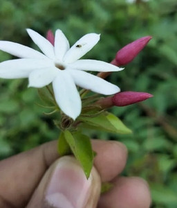 Green view Jasmine Plant Price in India - Buy Green view Jasmine Plant ...