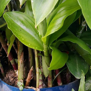 Cloud Farm Elaichi/Cardamom Plant Price in India - Buy Cloud Farm ...