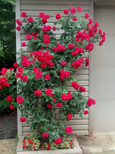 PB REBA PLANT Rose Plant Price in India - Buy PB REBA PLANT Rose Plant ...