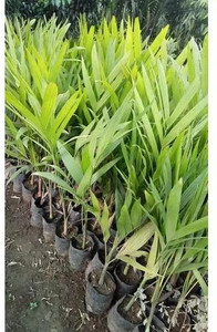 Gardeners Choice Betel Nut/Supari Plant Price in India - Buy Gardeners ...