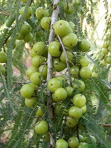 Cloud Farm Amla Plant Price in India - Buy Cloud Farm Amla Plant online ...