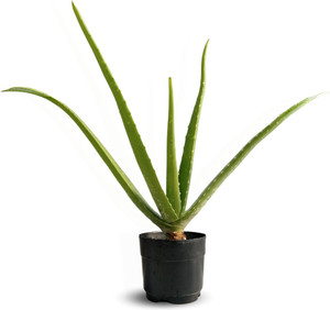SanaSphere Aloe Vera Plant Price in India - Buy SanaSphere Aloe Vera ...