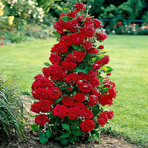 PB REBA PLANT Rose Plant Price in India - Buy PB REBA PLANT Rose Plant ...