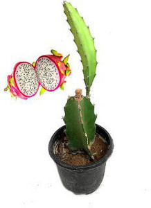 BALA PLANT CREATION Dragon Tree Price in India - Buy BALA PLANT ...