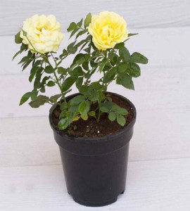 Amazing Gurden Rose Plant Price in India - Buy Amazing Gurden Rose ...