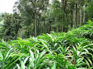Cloud Farm Elaichi/Cardamom Plant Price in India - Buy Cloud Farm ...