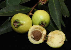 Cloud Farm Jamun Plant Price in India - Buy Cloud Farm Jamun Plant ...