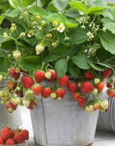 Winter down strawberry Strawberry Plant Price in India - Buy Winter ...