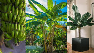 PURE OXYGEN Banana Plant Price in India - Buy PURE OXYGEN Banana Plant ...