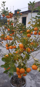 Taiwan Orange Plant Price in India - Buy Taiwan Orange Plant online at ...