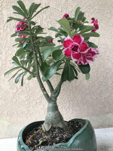 Decorate The World Adenium Plant Price in India - Buy Decorate The ...