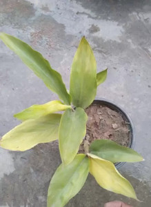 Cloud Farm Elaichi/Cardamom Plant Price in India - Buy Cloud Farm ...