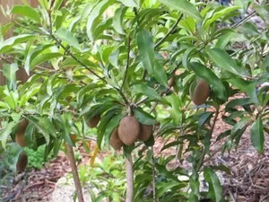 Cloud Farm Chiku Plant Price in India - Buy Cloud Farm Chiku Plant ...