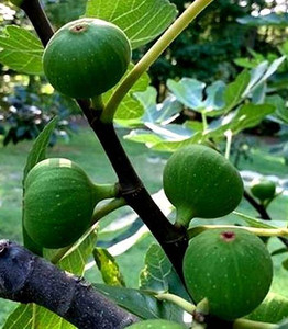 EliteGreen Gular/Cluster Fig Plant Price in India - Buy EliteGreen ...
