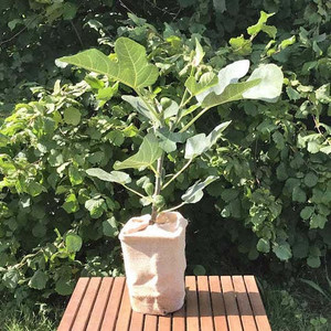 Cloud Farm Gular/Cluster Fig Plant Price in India - Buy Cloud Farm ...