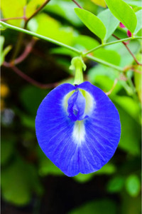 Cloud Farm Aparajita/ Butterfly Pea Plant Price in India - Buy Cloud ...