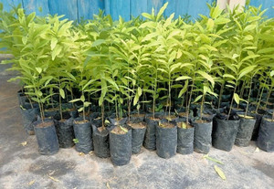 Mohomaya Ixora Plant Price in India - Buy Mohomaya Ixora Plant online ...