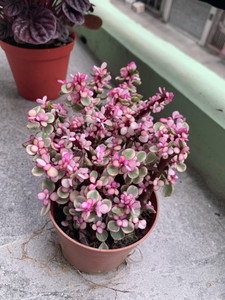 GreenyOn Jade Plant Price in India - Buy GreenyOn Jade Plant online at ...