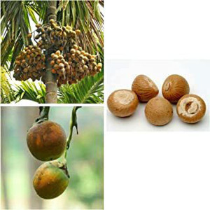 Gardeners Choice Betel Nut/Supari Plant Price in India - Buy Gardeners ...
