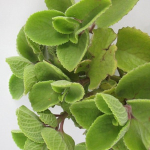 Cloud Farm Ajwain Plant Price in India - Buy Cloud Farm Ajwain Plant ...