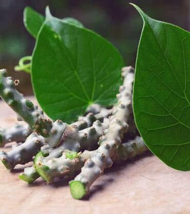 VibeX Giloy Stems/ Giloy Stems/Seeds Seed Price in India - Buy VibeX ...