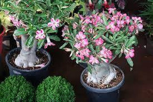 Cloud Farm Adenium Plant Price in India - Buy Cloud Farm Adenium Plant ...